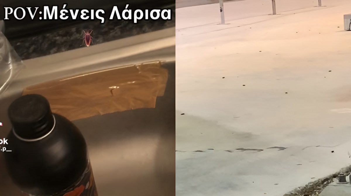 Ιπτάμενες κατσαρίδες παντού στη Λάρισα: «Σφραγίζουν» νεροχύτες και ...